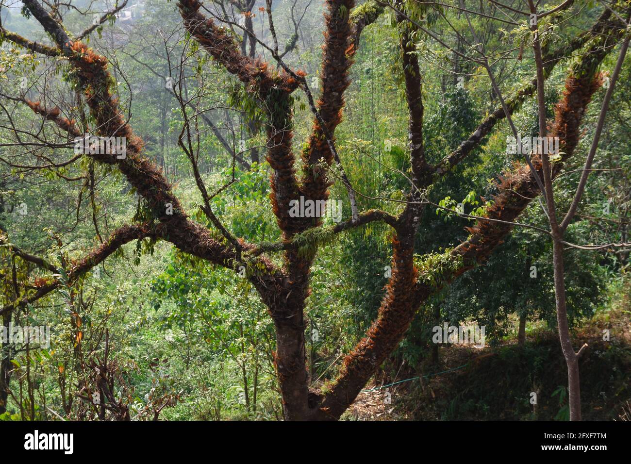 Black tree trunk with blossoms and leaves of twigs and green trees ...