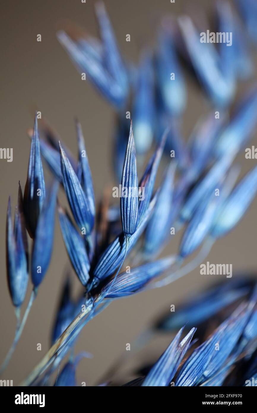 Dry decoration wheat colored in blue botanical background modern high ...