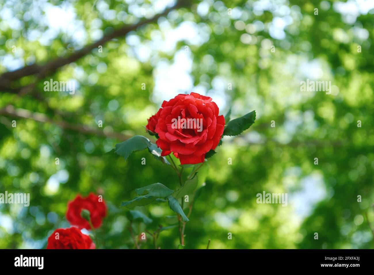 Beautiful red rose on blurred background Stock Photo - Alamy