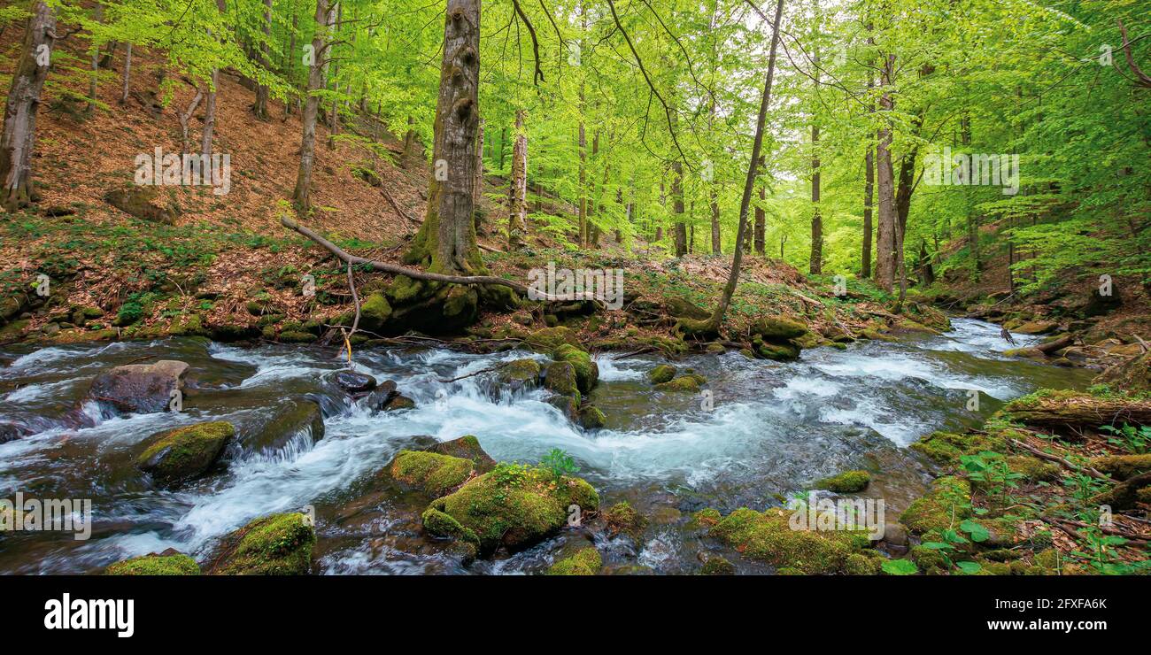 beautiful scene in a birch forest with river stream Stock Photo - Alamy