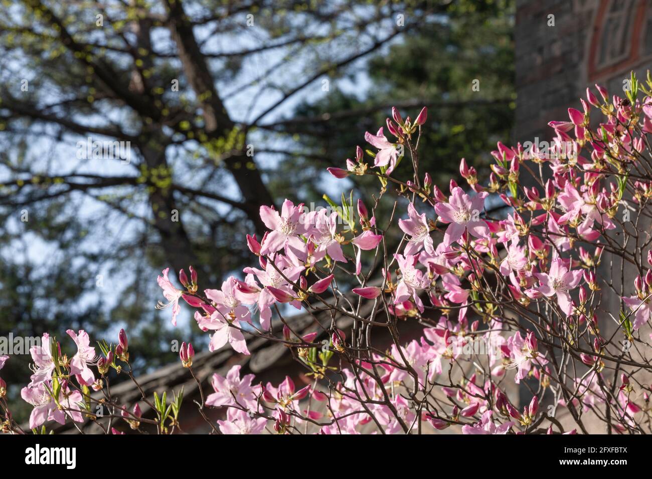 Spring Flower -royal azalea Stock Photo - Alamy