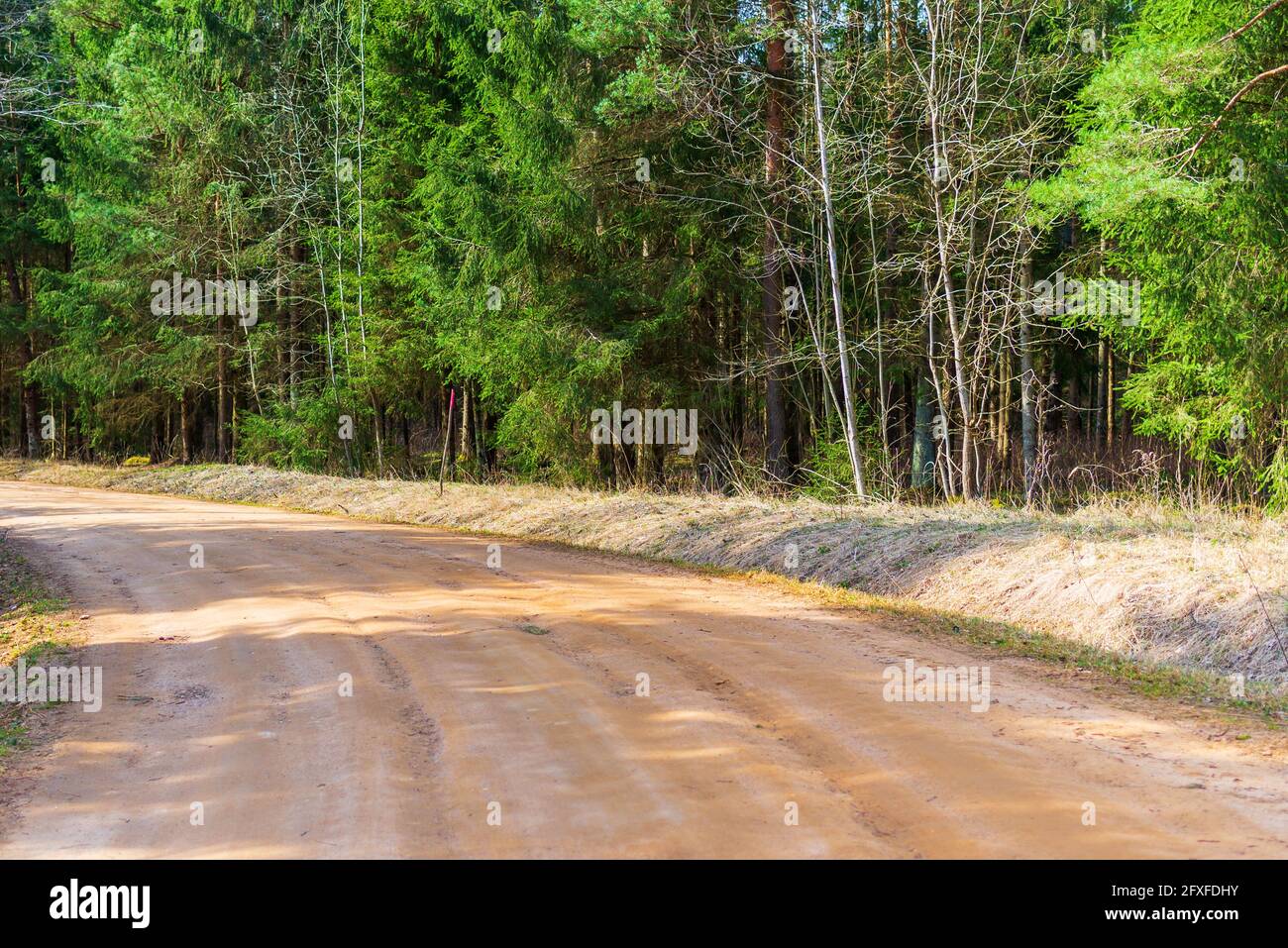 Green forest pathway view. Forest pathway landscape. Pathway in forest ...