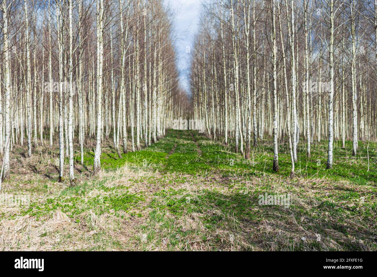Spring,autumn landscape with the birches forest. Birch tree plantation ...