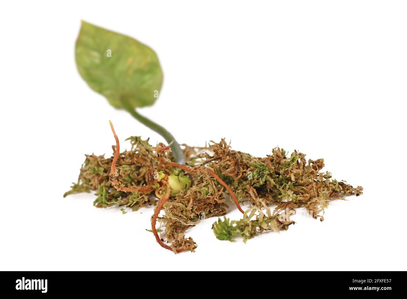 Propagating houseplant in sphagnum moss with roots growing in moist ...