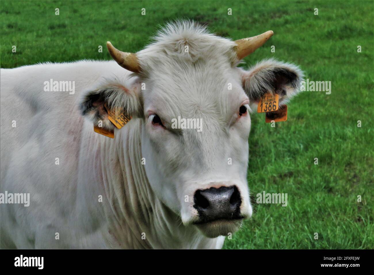 Closeup shot of a gray agricultural cow on a meadow Stock Photo - Alamy