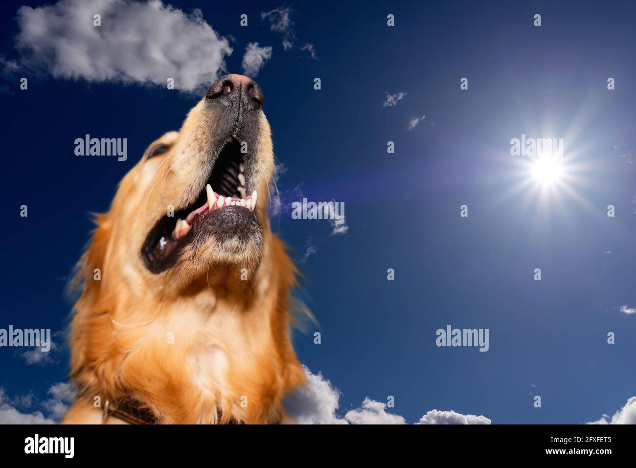 Golden labrador retriever on the blue sky,sun shine background.Golden ...
