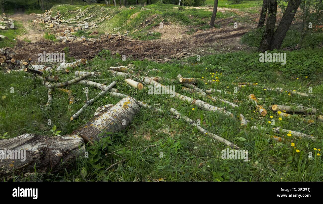 Deforestation. Felled trees cut into logs. Stumps from felled trees ...