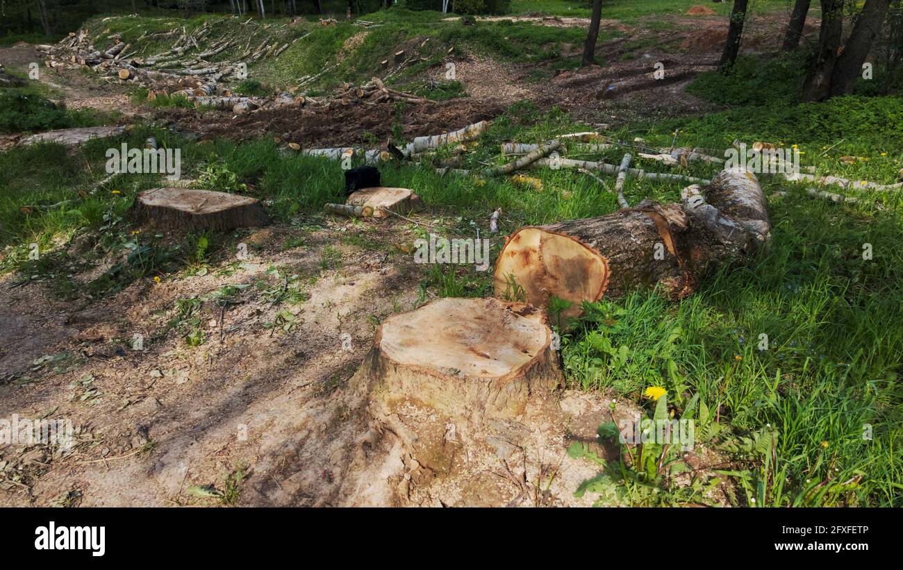 Deforestation. Felled trees cut into logs. Stumps from felled trees ...
