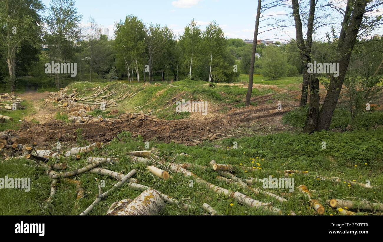 Deforestation. Felled trees cut into logs. Stumps from felled trees ...