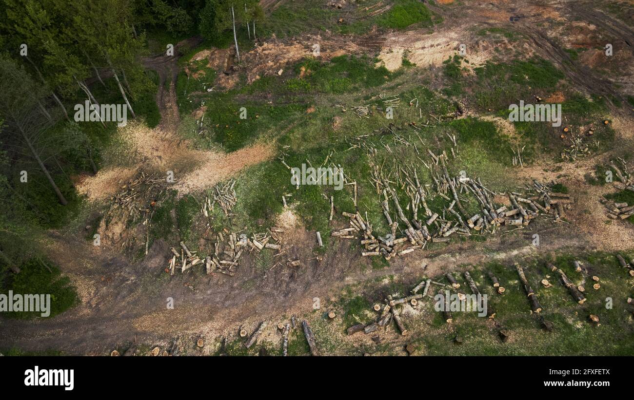 Deforestation. Felled trees cut into logs. Stumps from felled trees ...