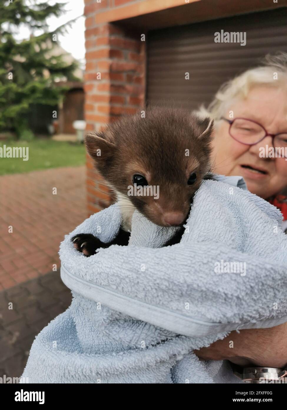 Ein Waisen-Marder-Baby, dessen Mutter überfahren wurde, wird liebevoll ...