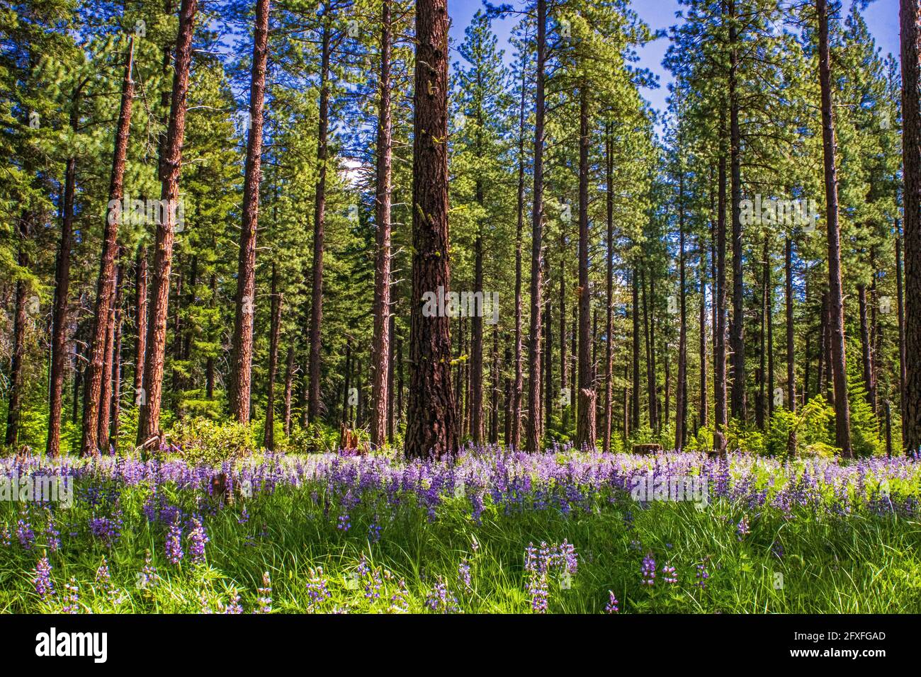Forest meadow with blooming wild flowers surrounded by giant ponderosa ...