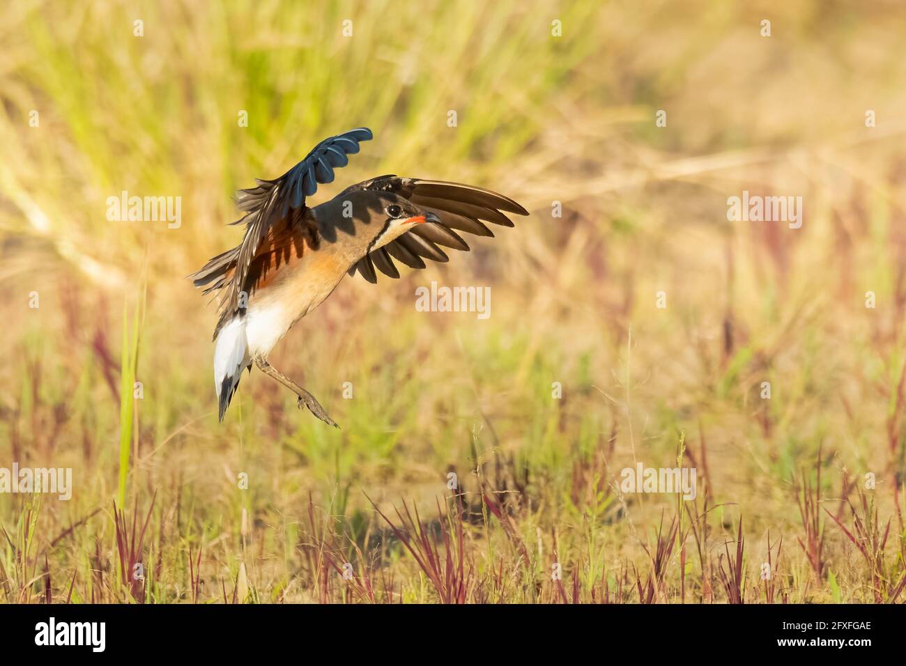 Oriental Pratincole in flight stretching its wings to land in the field ...