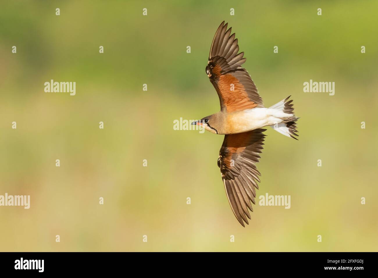 Oriental Pratincole in flight isolated on blurred green background ...