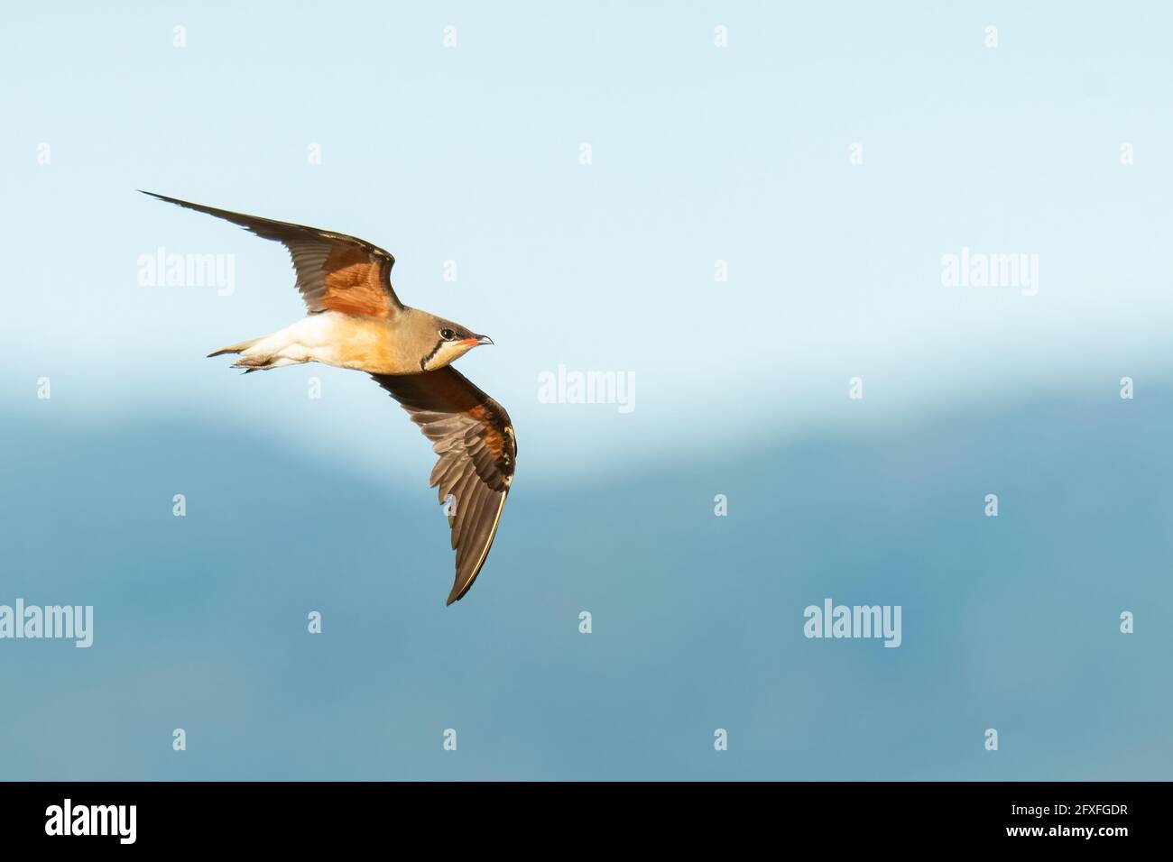 Oriental Pratincole in flight isolated on blurred hill in background ...