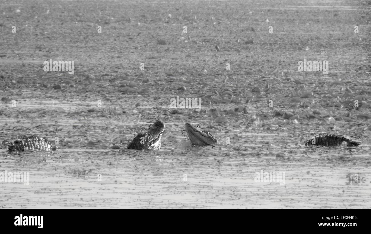 Alligator Fight High Resolution Stock Photography and Images - Alamy