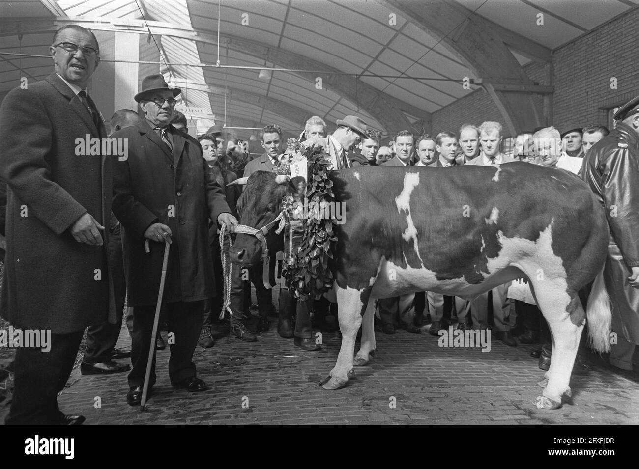 Number 194 heifer 575 kilograms hi-res stock photography and images - Alamy Number 194 heifer 575 kilograms hi-res stock photography and images - Alamy