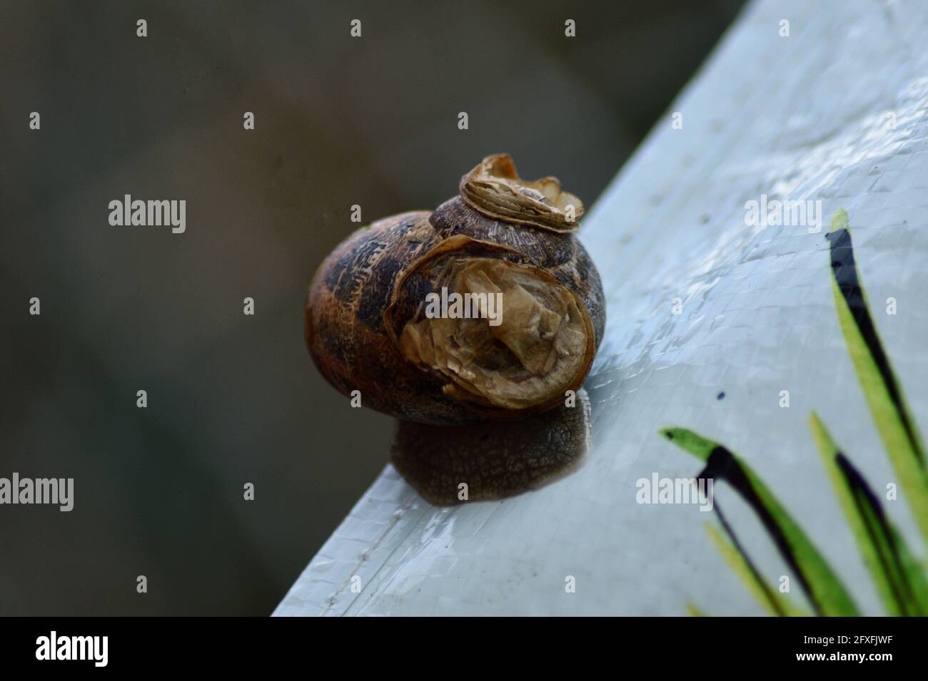 Common Land Snail Stock Photo - Alamy