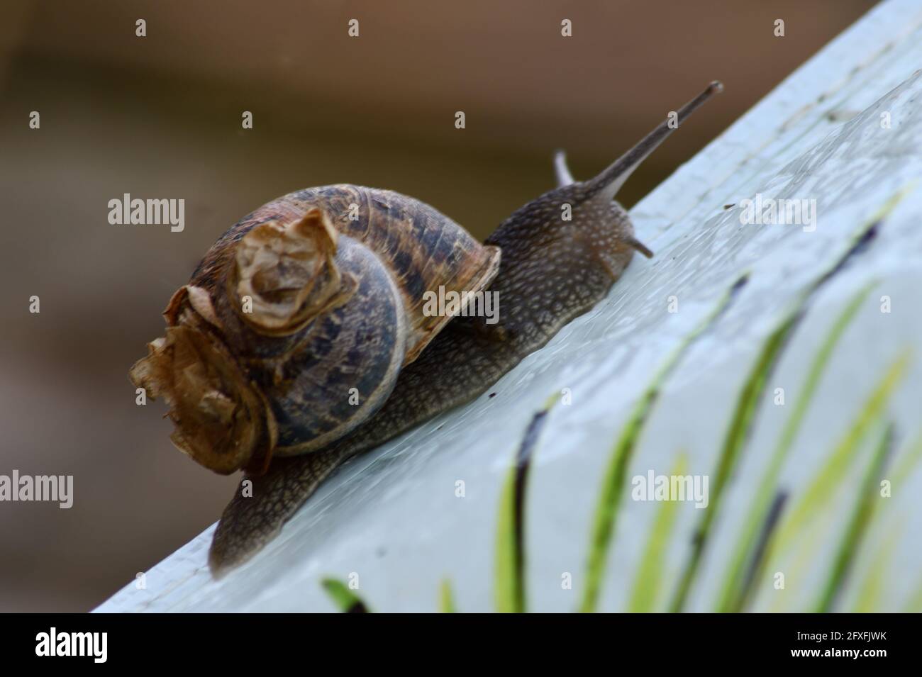 Common Land Snail Stock Photo - Alamy