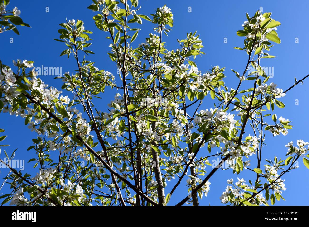 Pear Tree (Pyrus) in Spring Blossom Stock Photo - Alamy