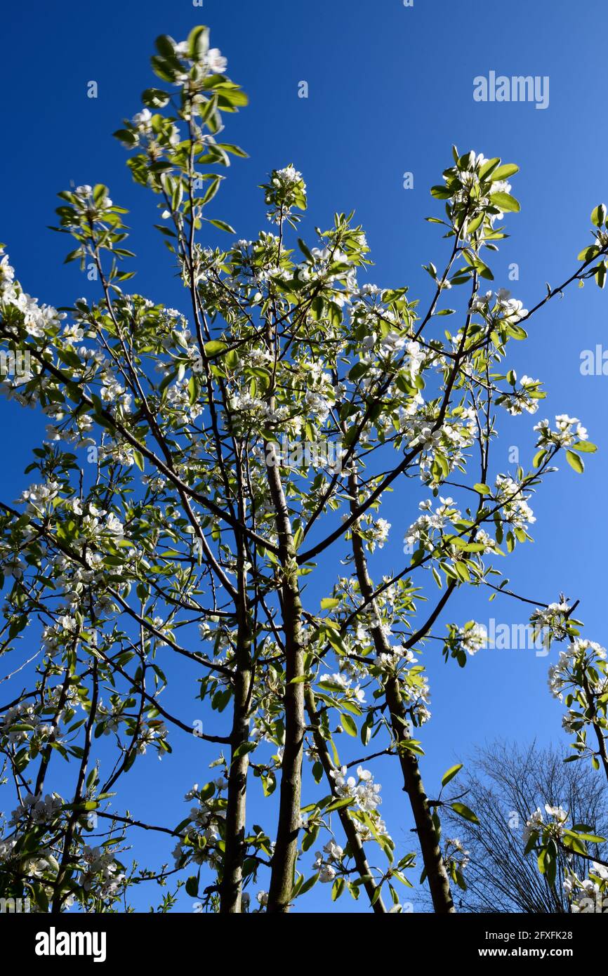 Pear Tree (Pyrus) in Spring Blossom Stock Photo - Alamy