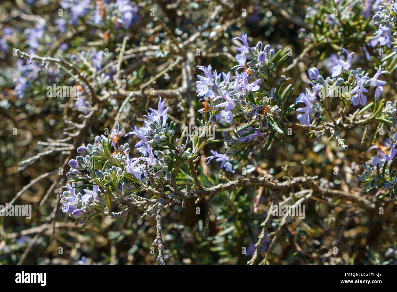 Rosemary plant with purple flowers in a garden during spring Stock ...