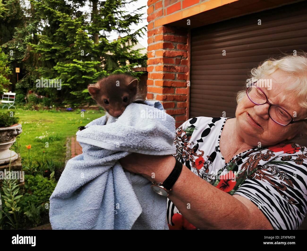 Marder Baby Waise Stock Photo - Alamy