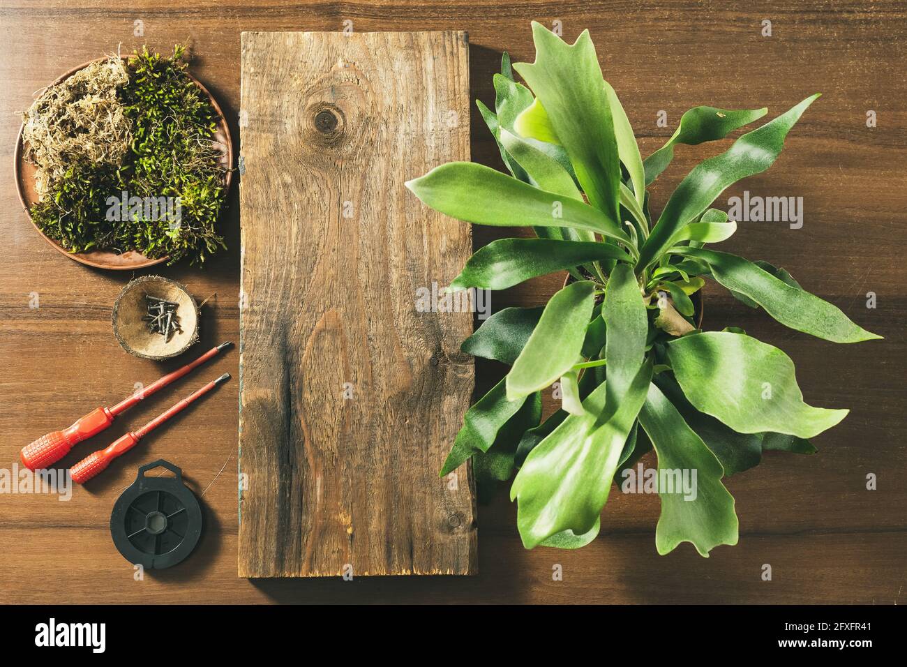 Flat lay of tools preparing to mount a Staghorn Fern on board Stock ...
