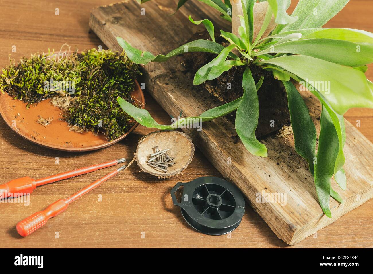 Flat lay of tools preparing to mount a Staghorn Fern on board Stock ...