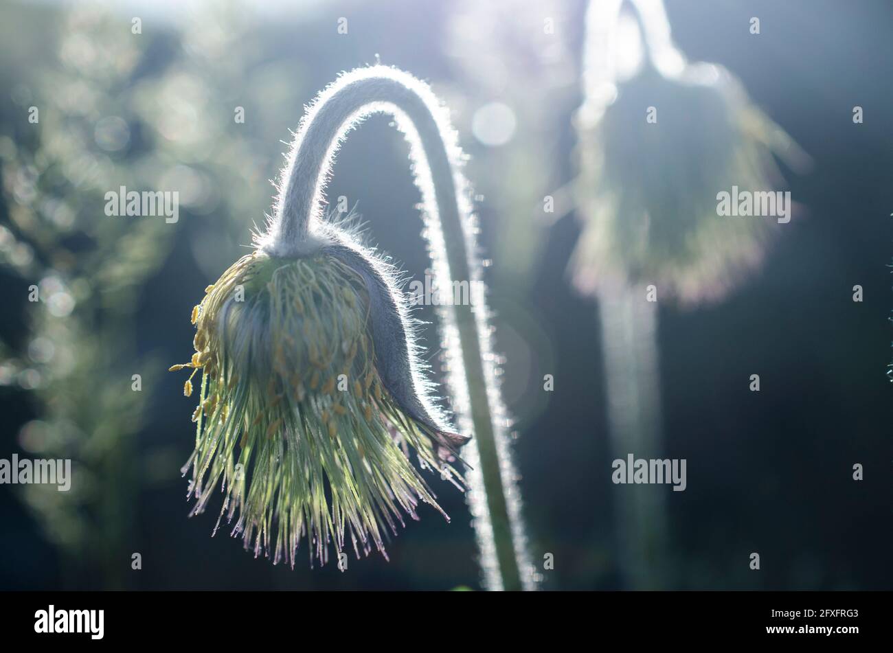 Perineum hi-res stock photography and images - Alamy