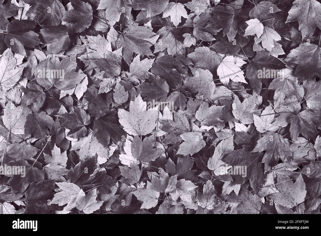 desaturated gray fall maple leaves background Stock Photo - Alamy