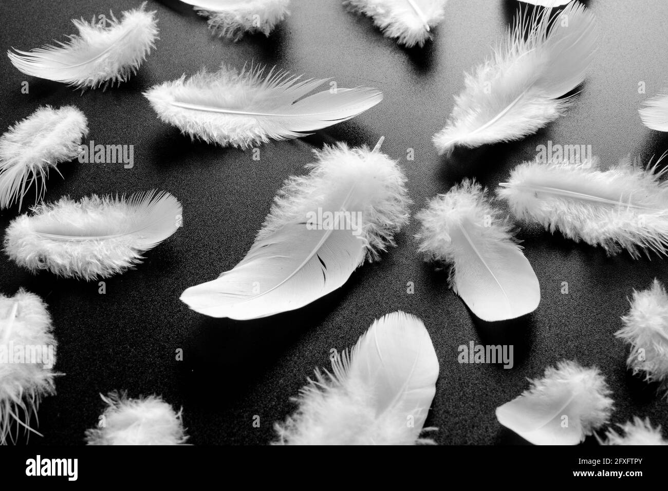 white fluffy feathers pattern on black Stock Photo - Alamy