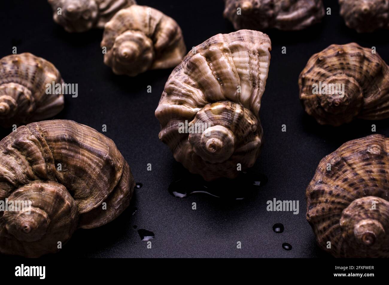 pattern from shells of rapans on black Stock Photo - Alamy