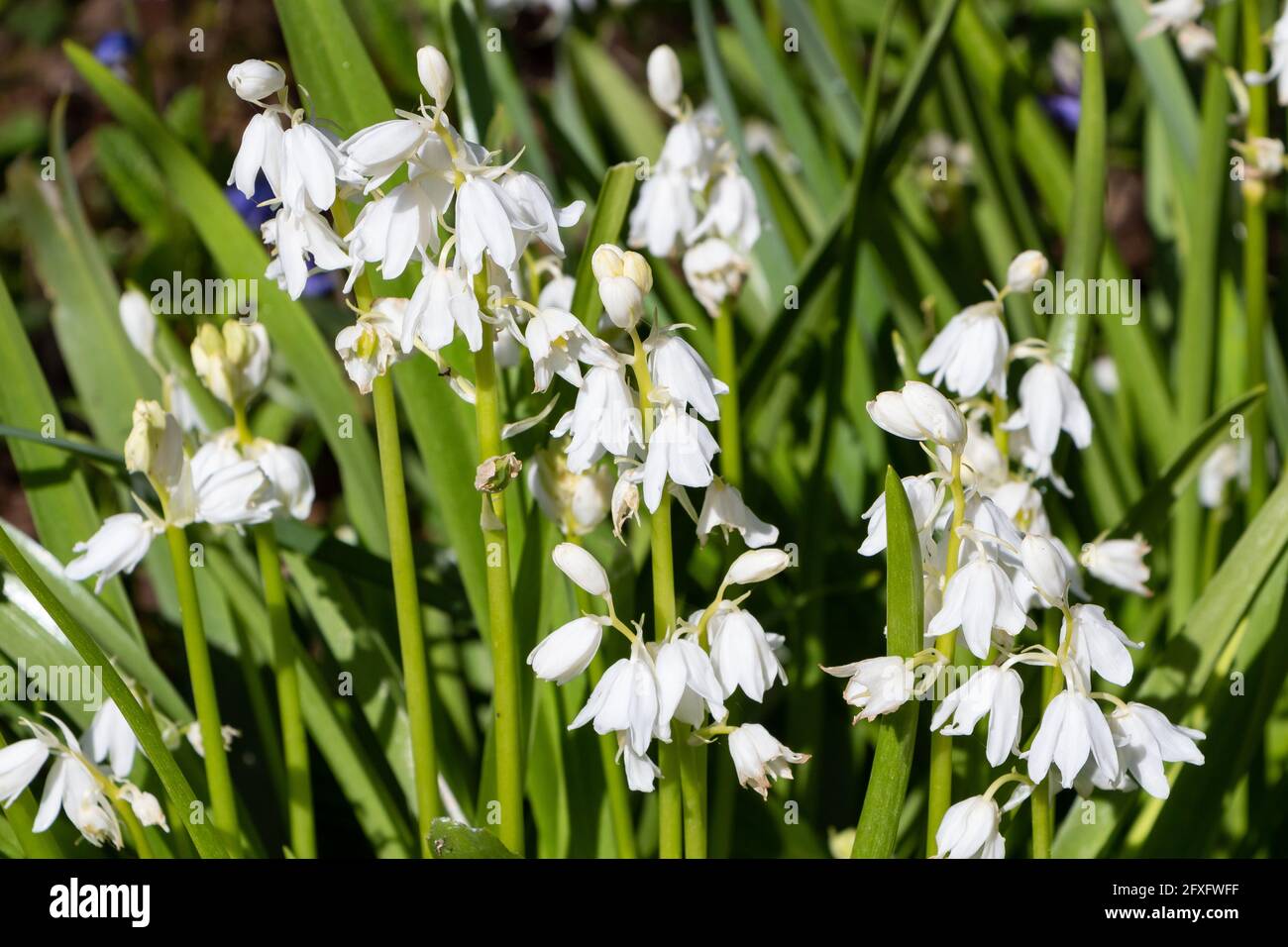 White bluebells in a garden during spring Stock Photo - Alamy