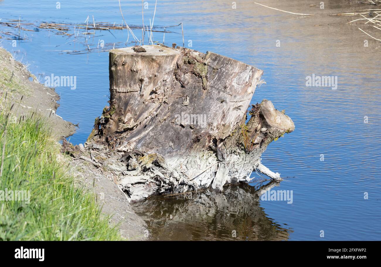 Old tree, cut down a long time ago, deforestation Stock Photo - Alamy