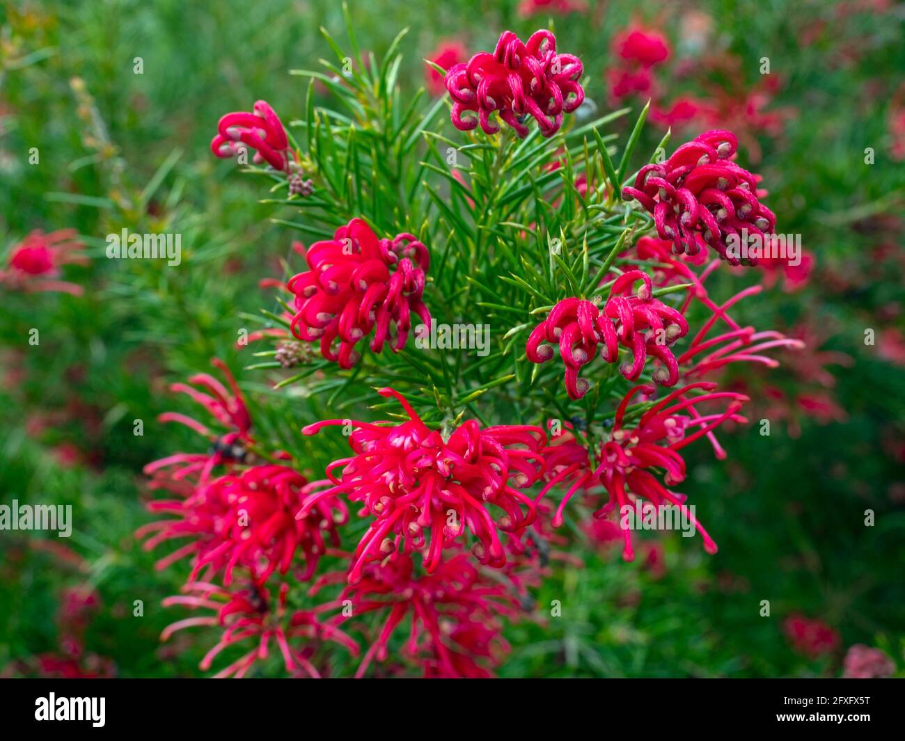 Grevillea 'Canberra Gem' late May Norfolk Stock Photo - Alamy