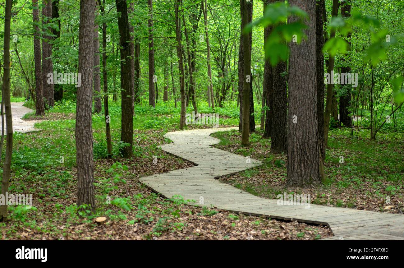 Wooden path in the forest or park in summer. Urban public park with ...