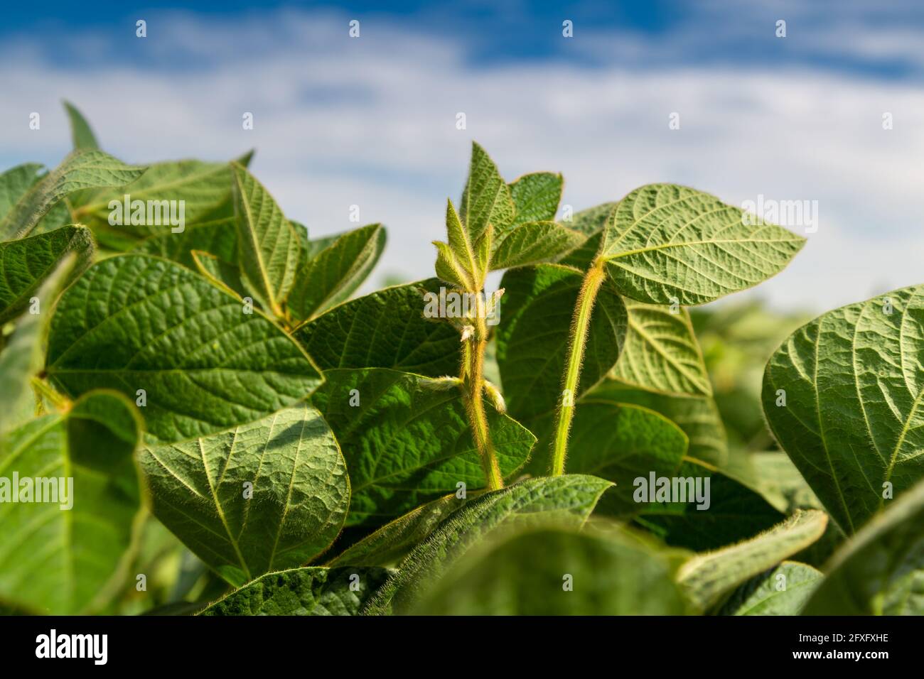 Soy flowers in sunny field. Green growing soybeans Stock Photo - Alamy