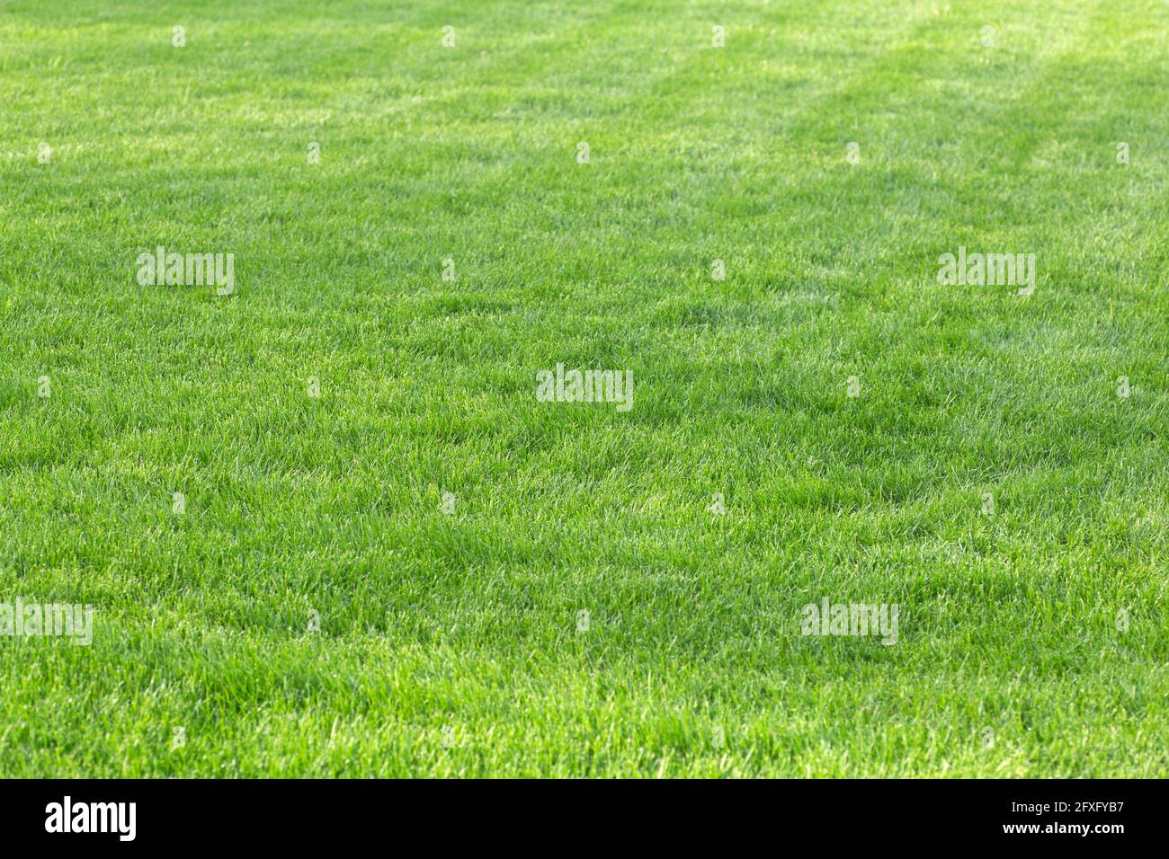 Green grass background. Young lawn in summer under the sun on a field ...