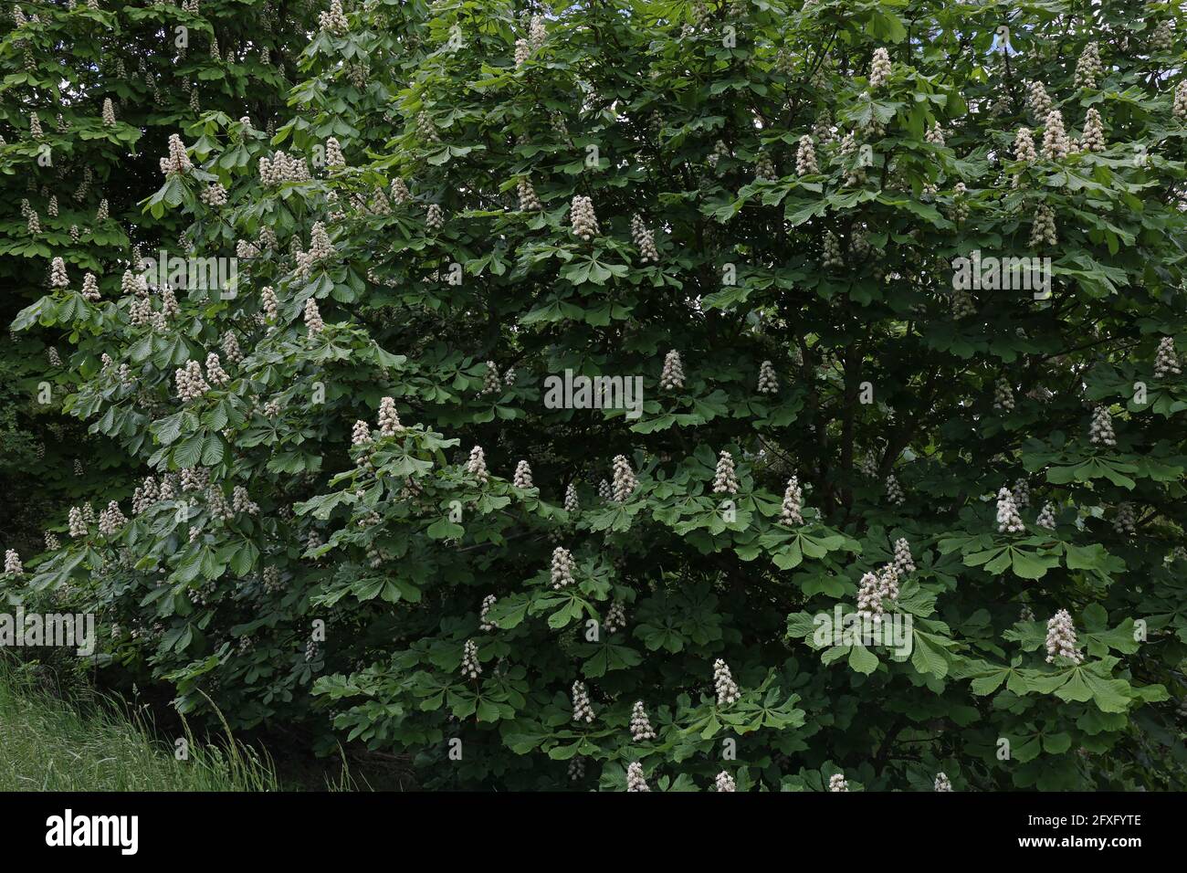 Close up of the flower buds of a chestnut tree, Aesculus hippocastanum ...