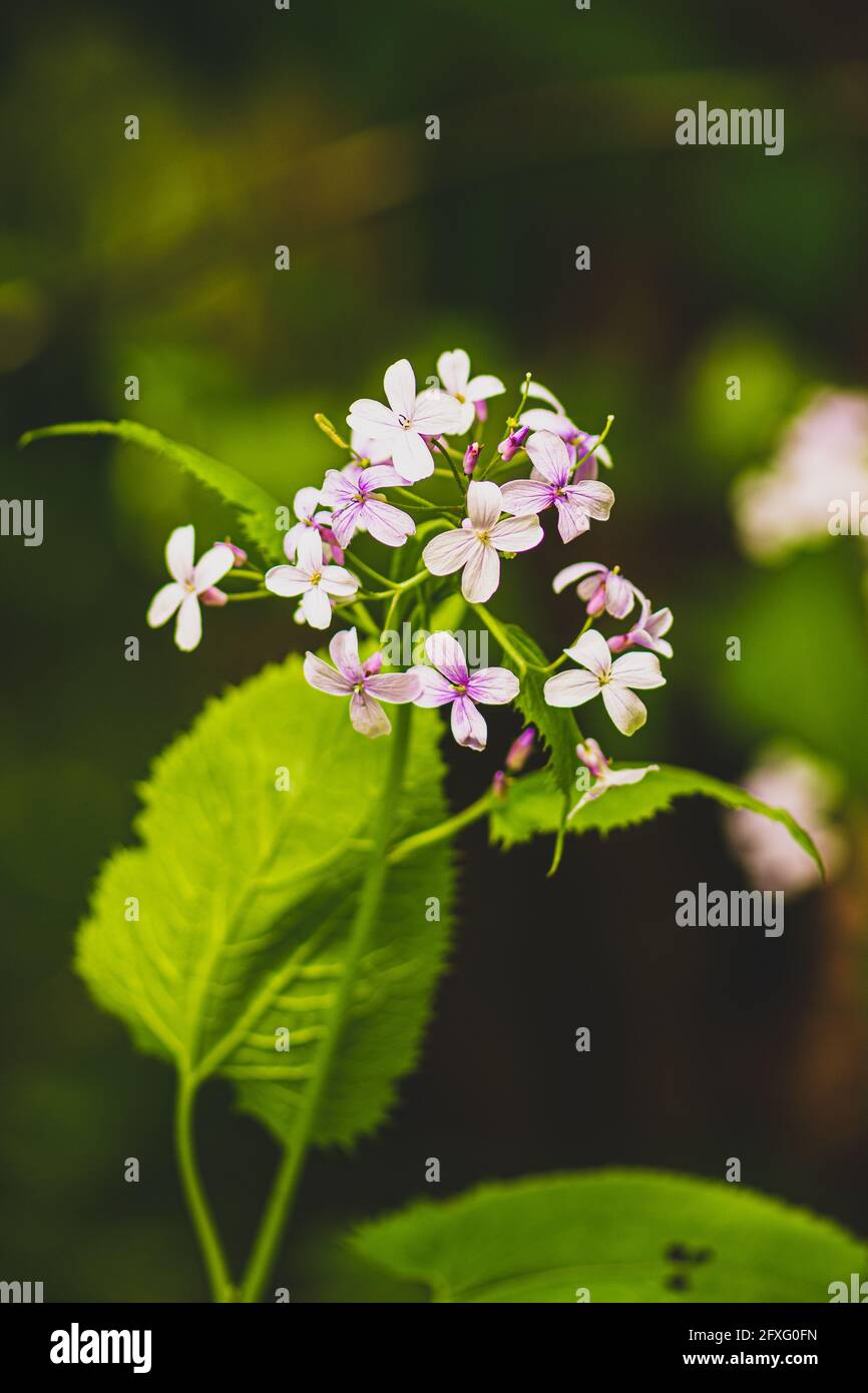 Lunaria rediviva in bloom hi-res stock photography and images - Alamy