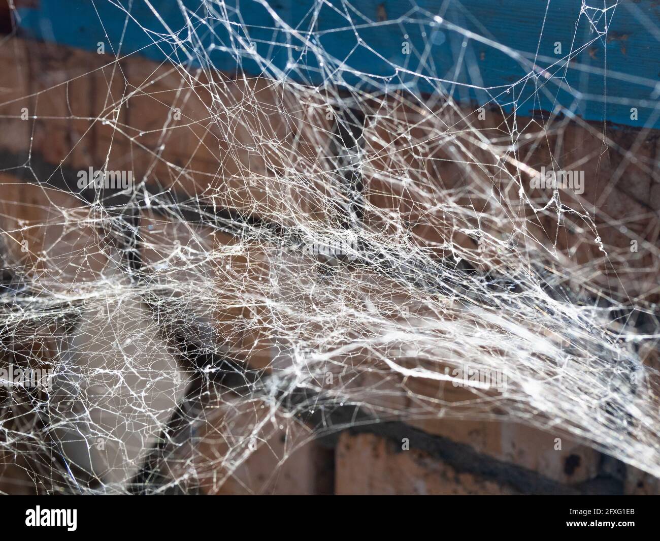 large cobweb web lit by sun closeup in brick rustic barn Stock Photo ...