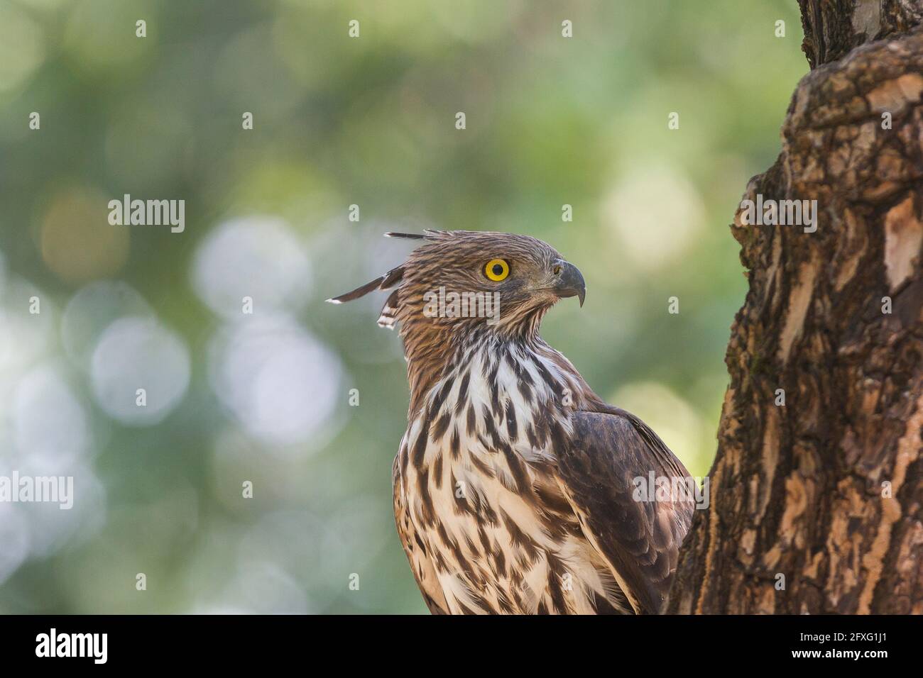 Horizontal composition of Changeable Hawk-eagle looking back while ...