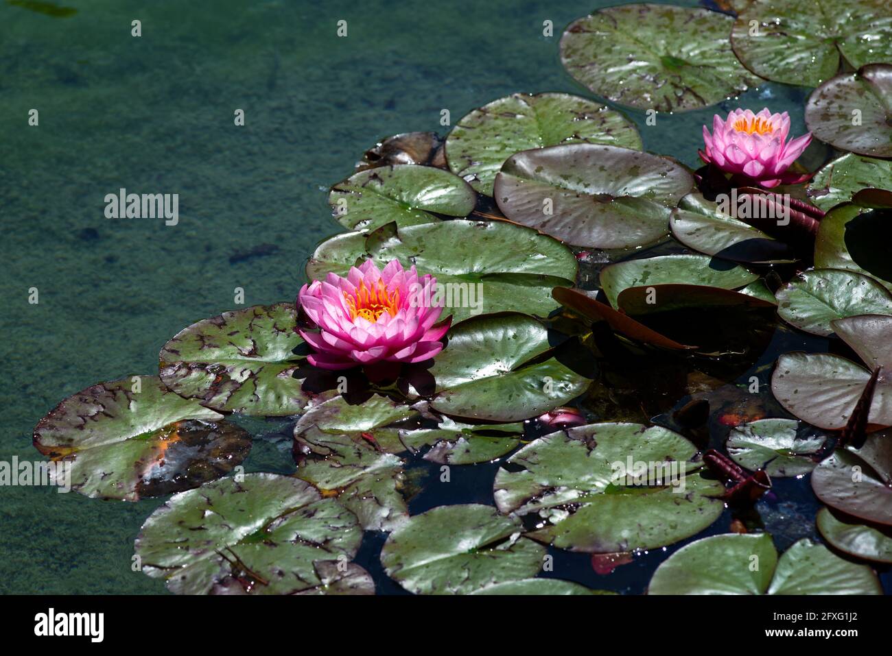 Lily pads pond flowers hi-res stock photography and images - Alamy