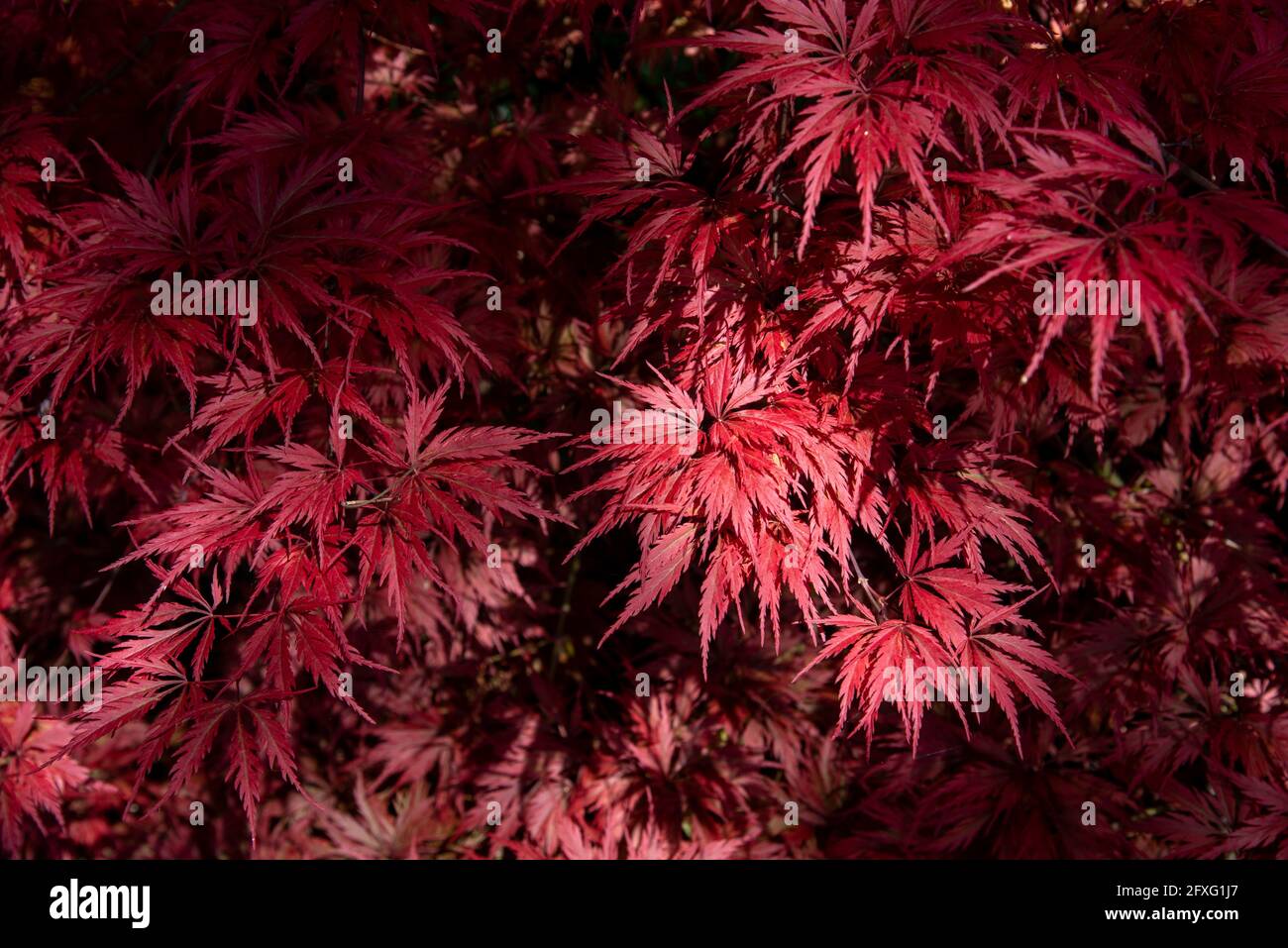 Red japanese maple hi-res stock photography and images - Alamy