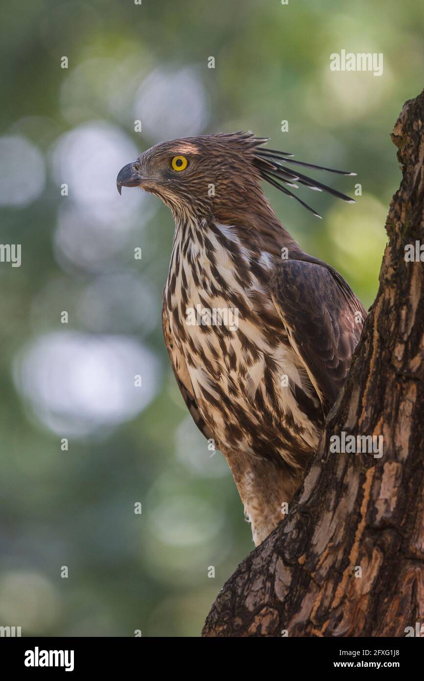 Sideways vertical predator hi-res stock photography and images - Alamy