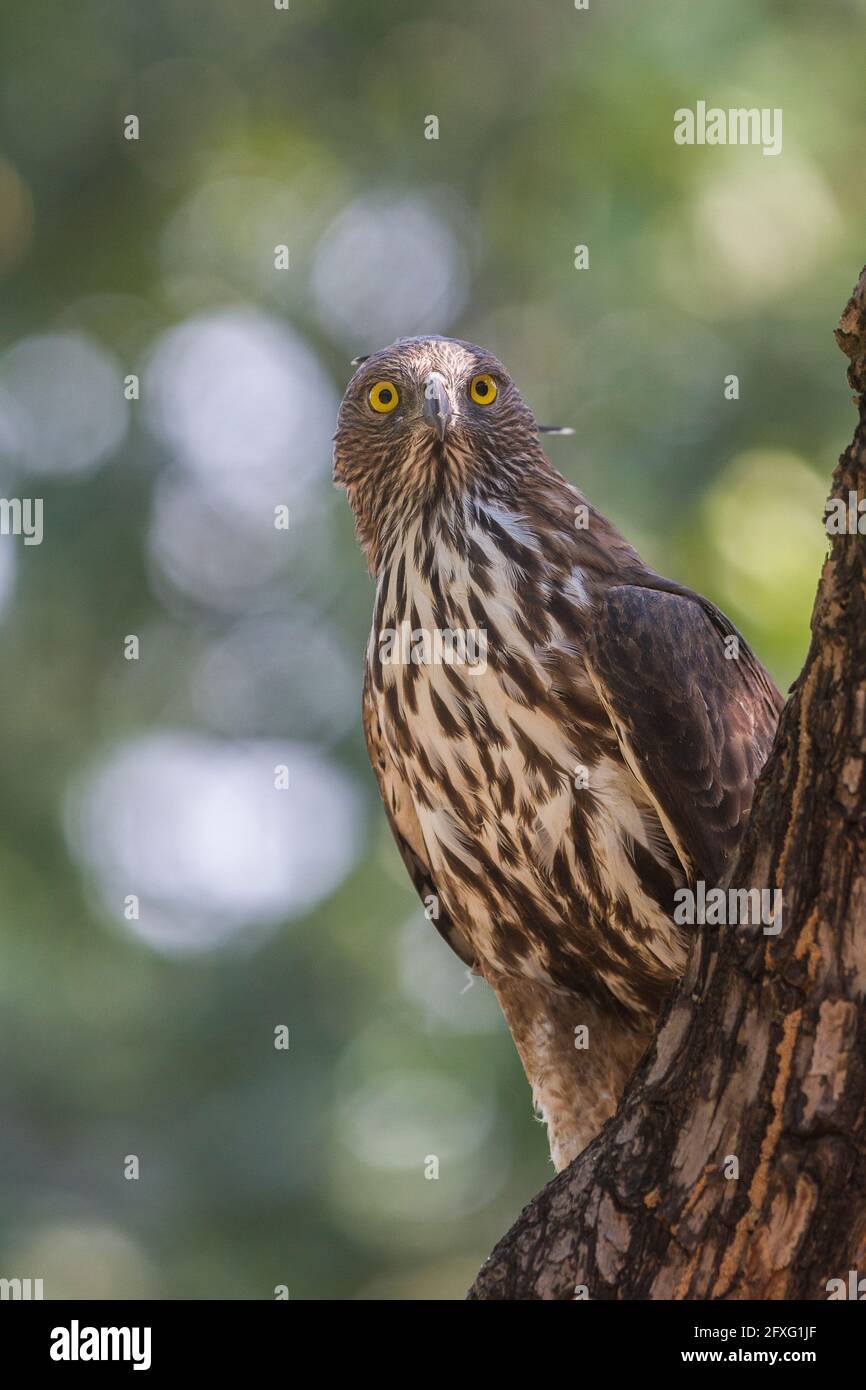 Vertical composition of Changeable Hawk-eagle looking straight while ...
