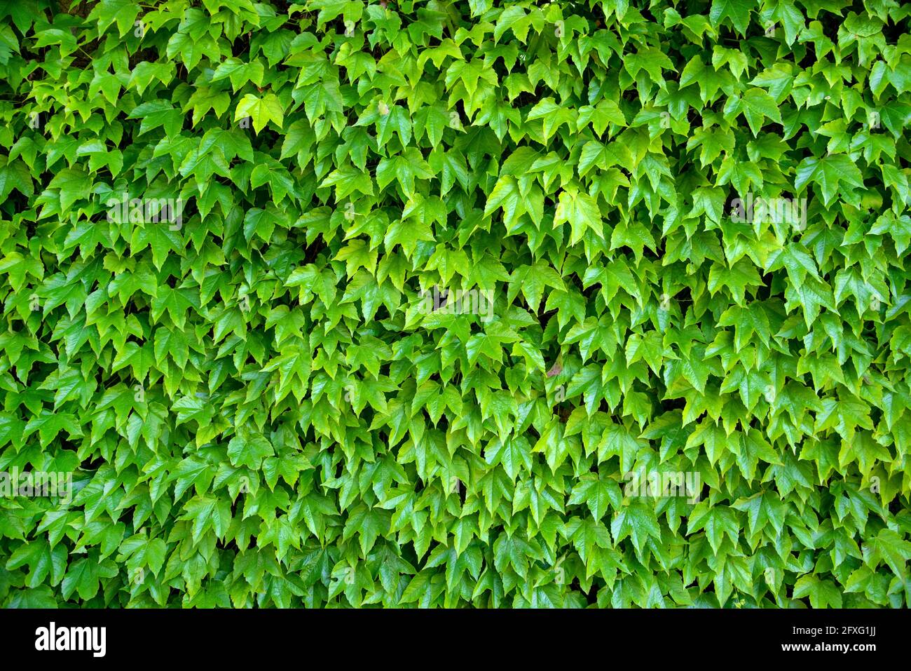 Dense green creeper or climbing vine on a garden wall in a close up ...
