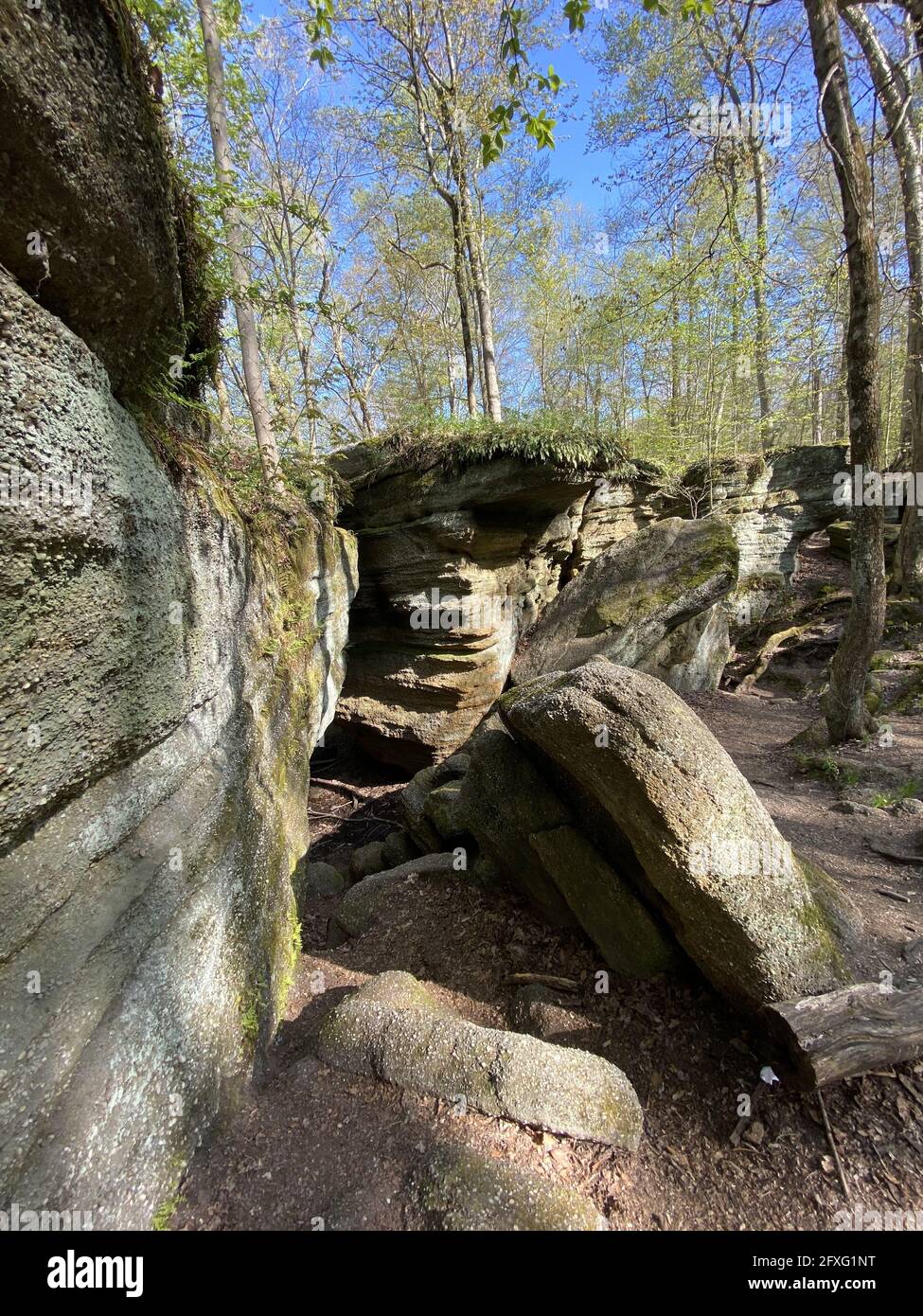 Vertical shot of low rocky cliffs in the woods with young narrow trees ...