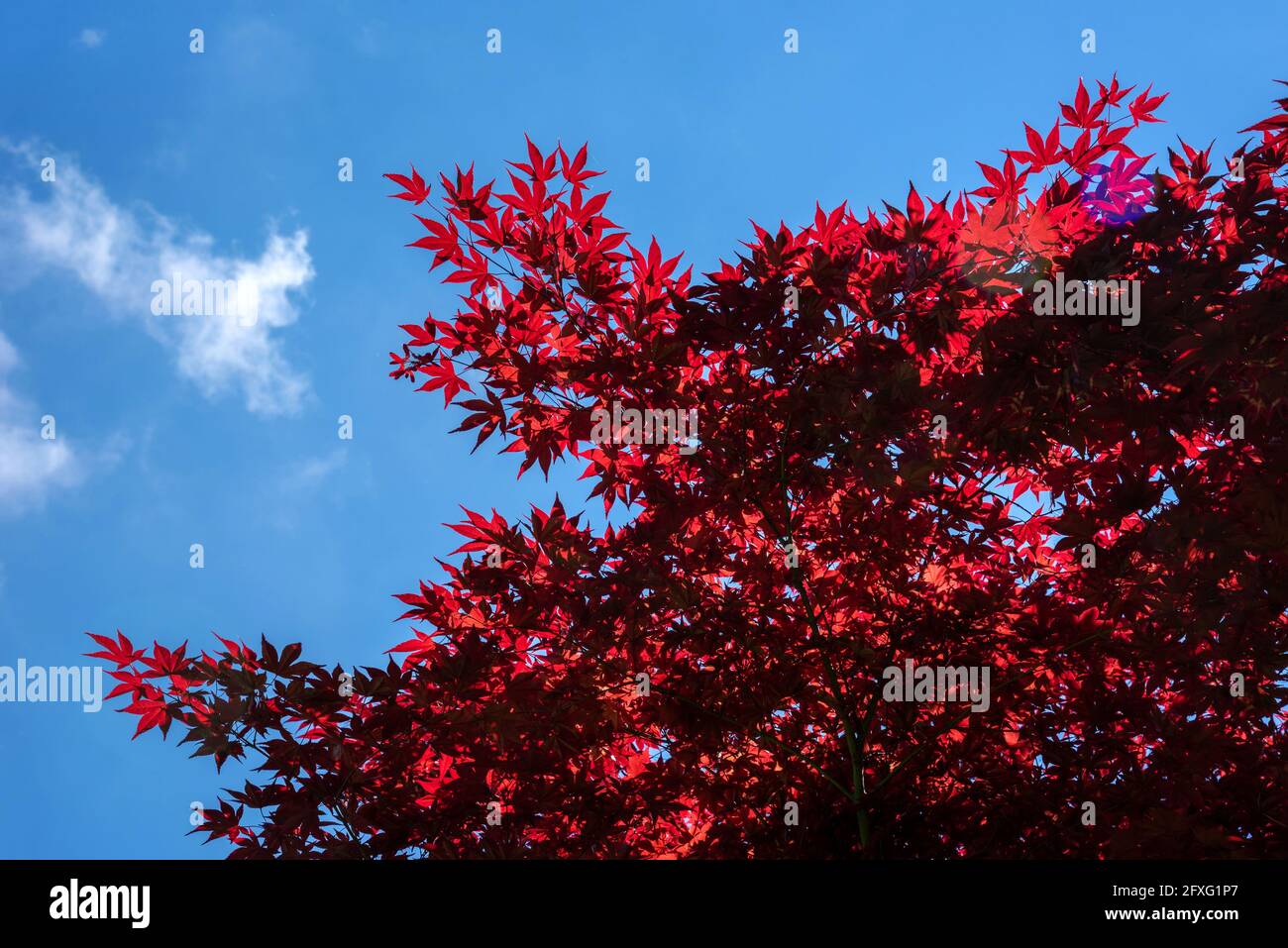 Vivid red foliage of an ornamental Japanese maple tree backlit by the ...